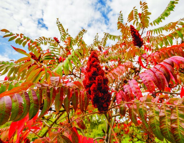 The Sour Power of Sumac - Grit